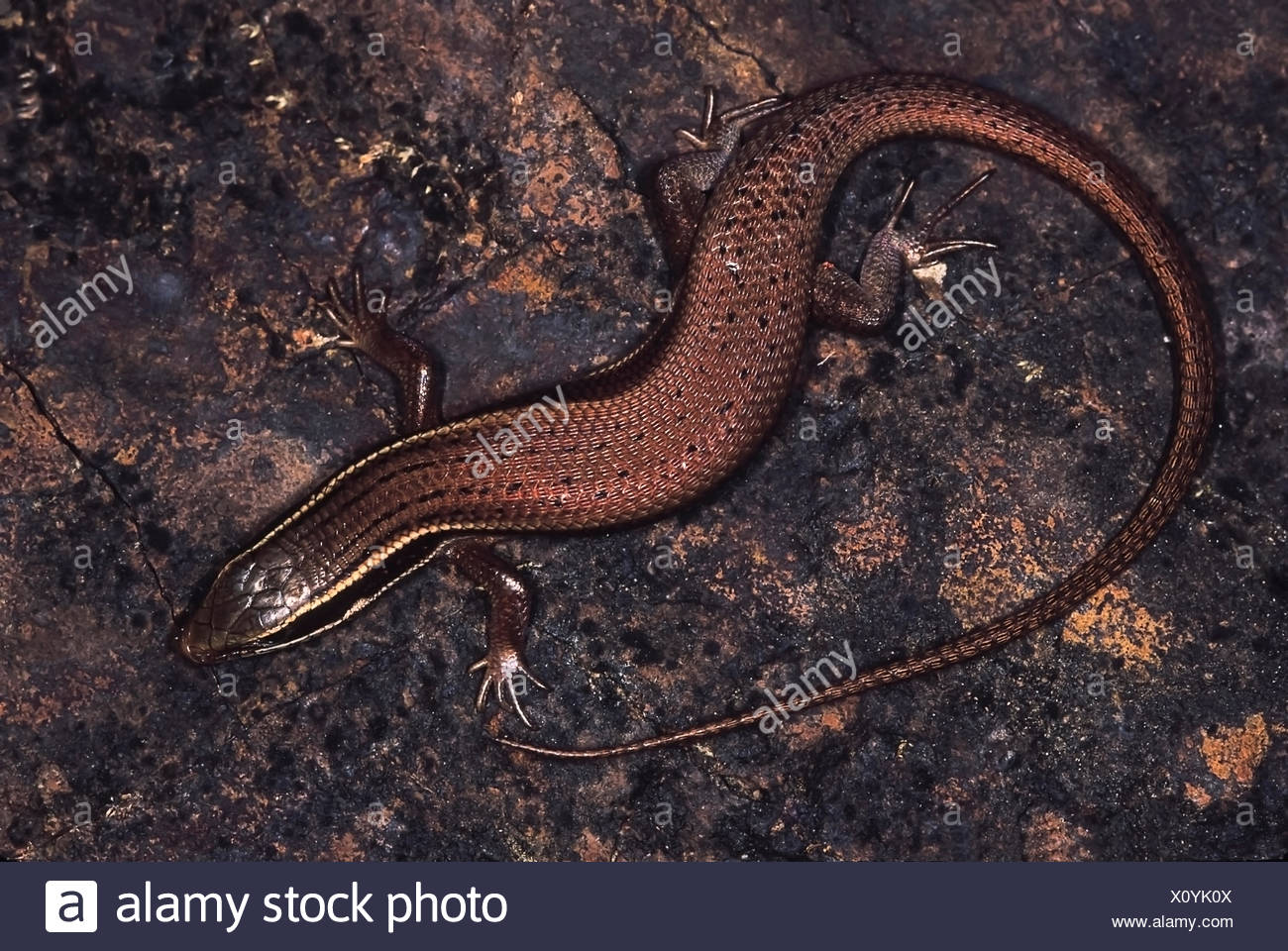 Black And Red Skink High Resolution Stock Photography and Images - Alamy