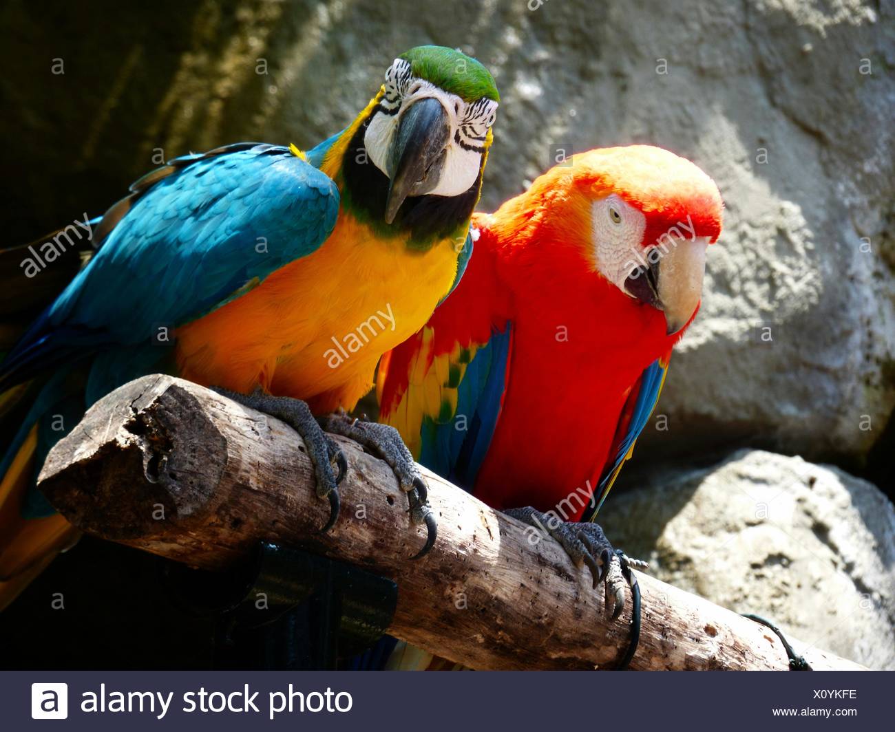 Parrots Of Colombia High Resolution Stock Photography and Images - Alamy
