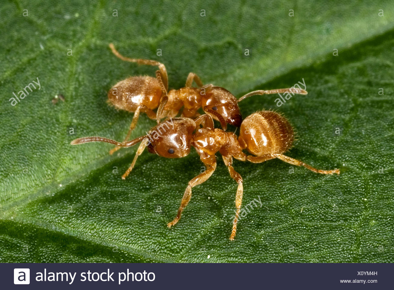 Ant On Leave High Resolution Stock Photography and Images - Alamy