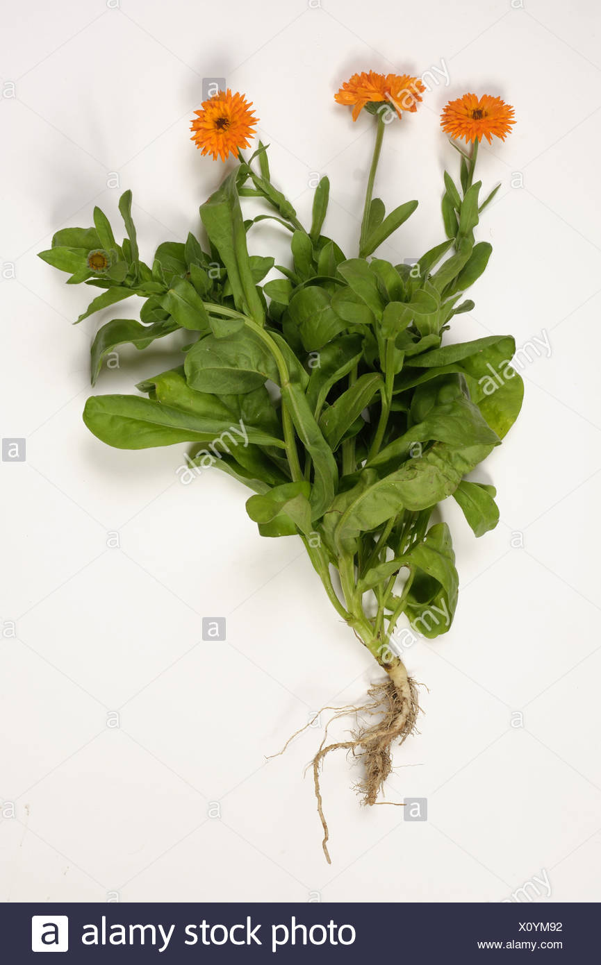 Marigold Plant Stock Photos & Marigold Plant Stock Images - Alamy