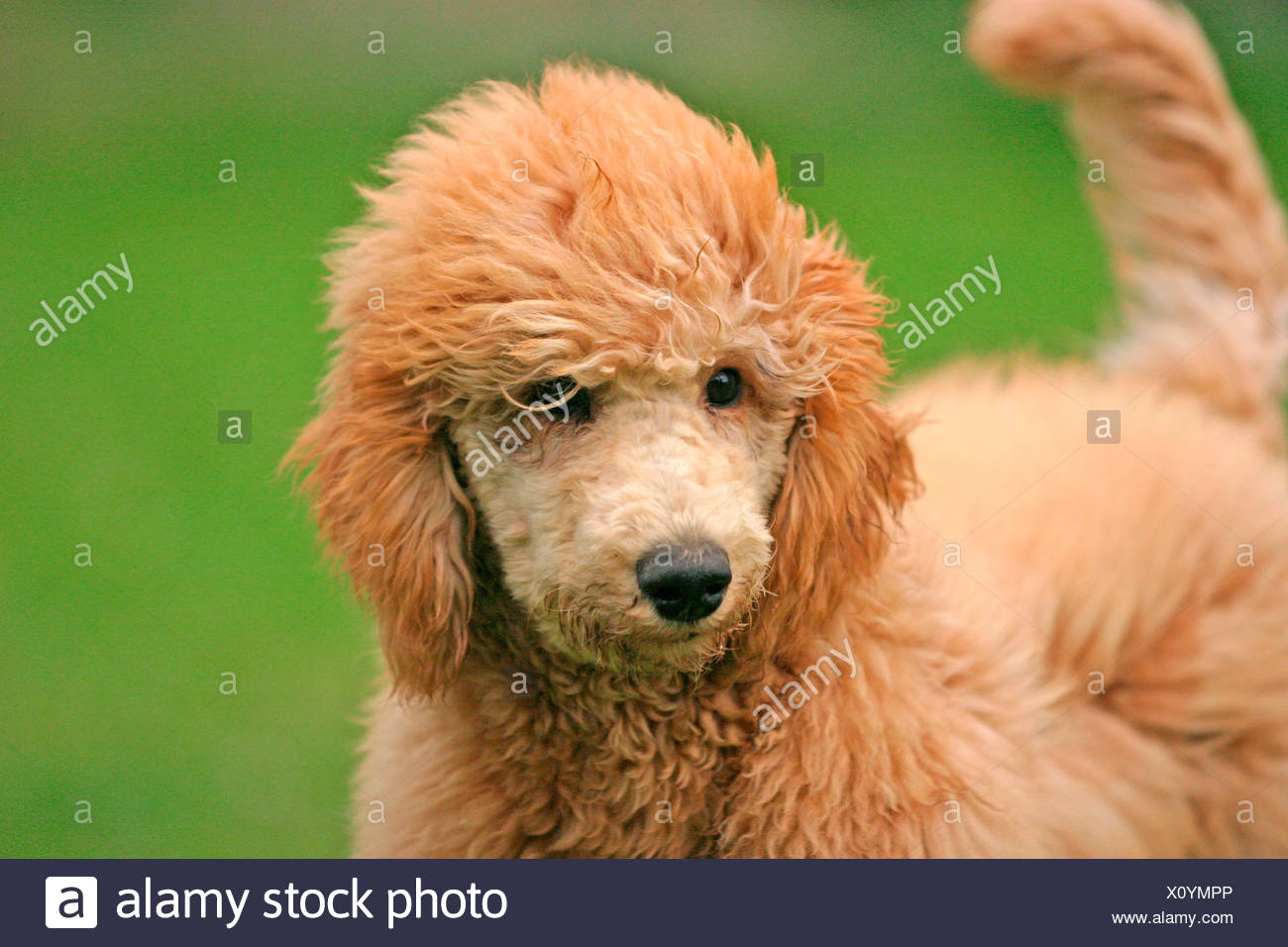 Grand Poodle High Resolution Stock Photography and Images - Alamy