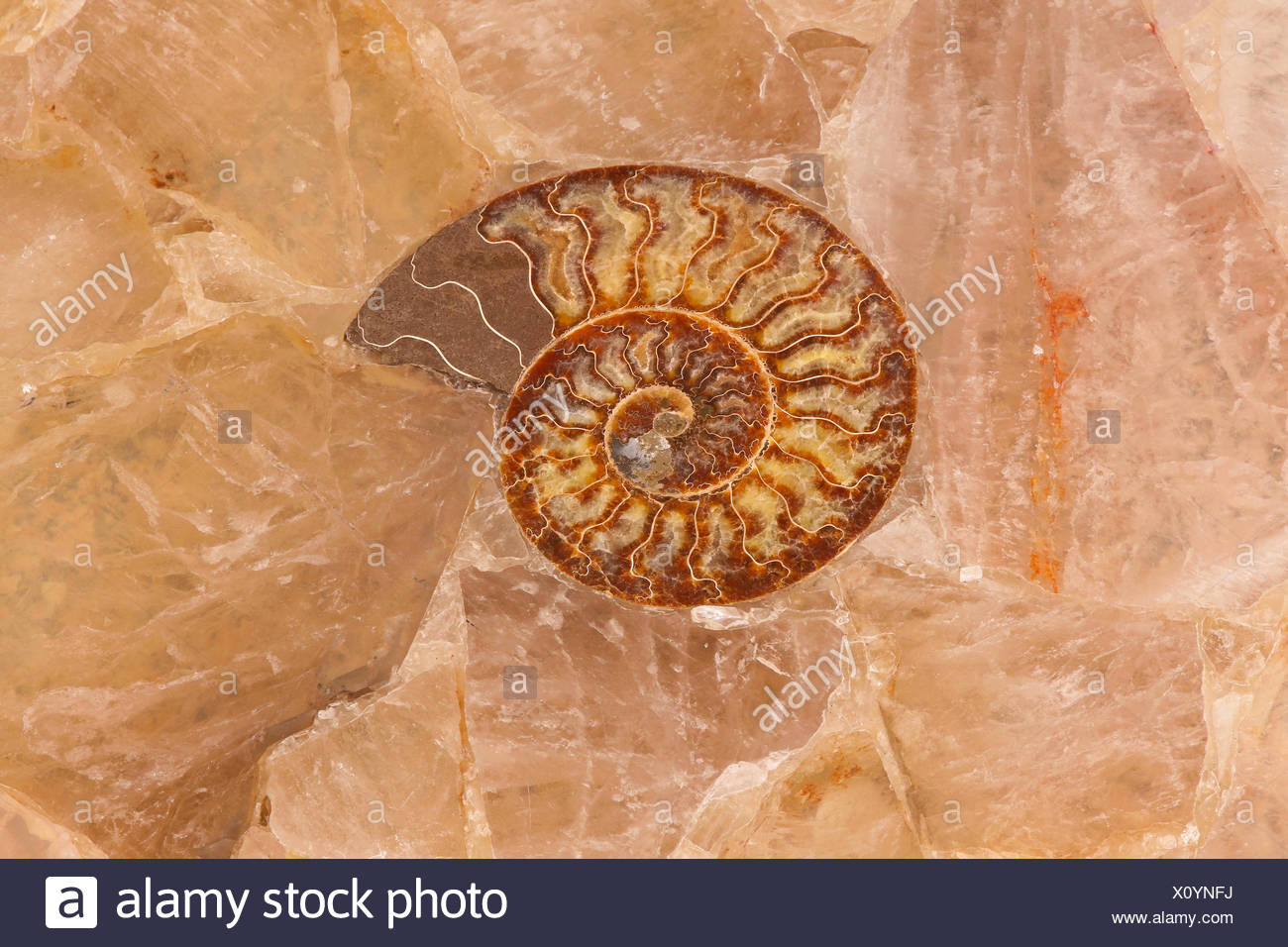 Fossil Shell Stock Photos & Fossil Shell Stock Images - Alamy