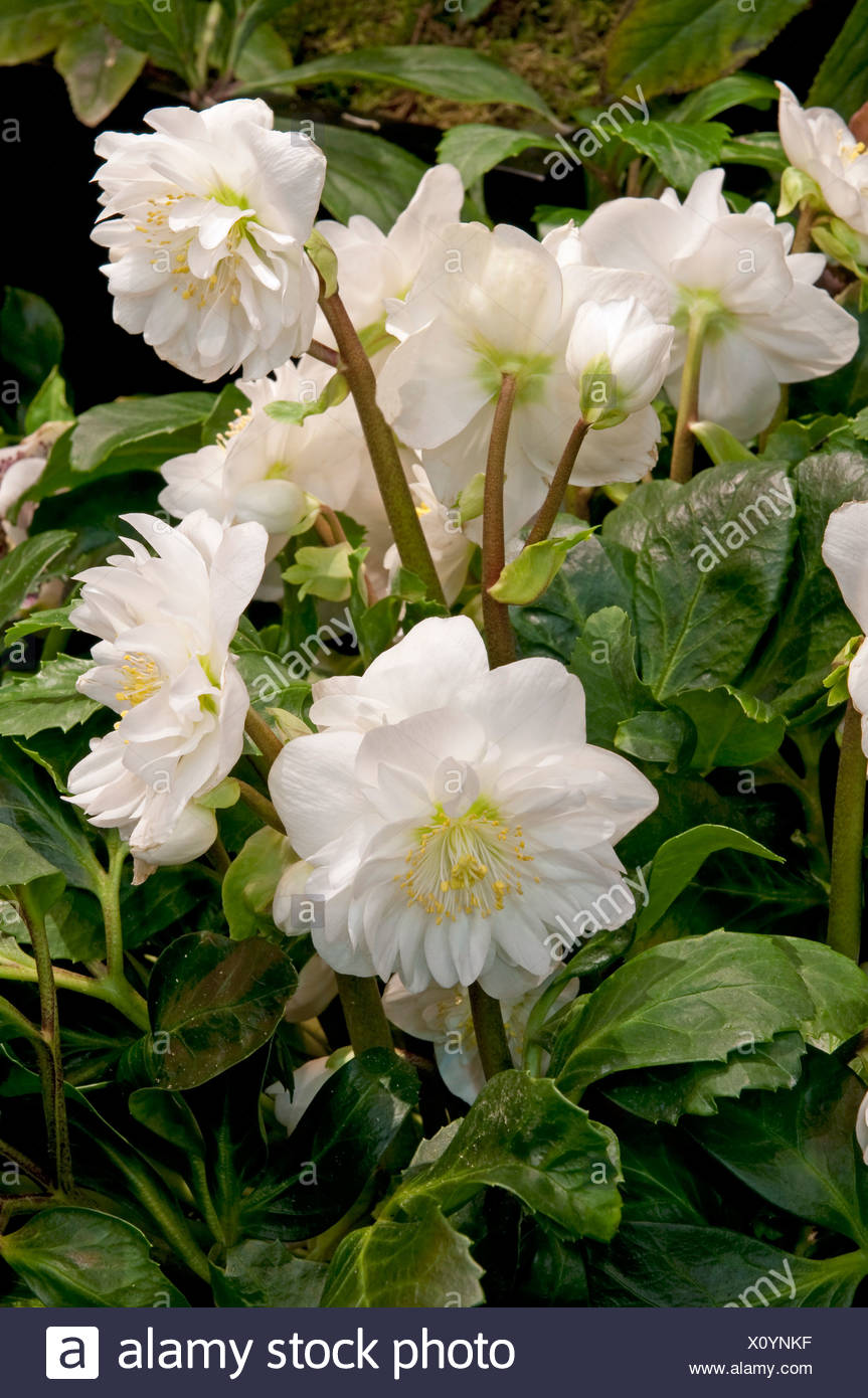 Helleborus Snow Frills High Resolution Stock Photography and Images - Alamy