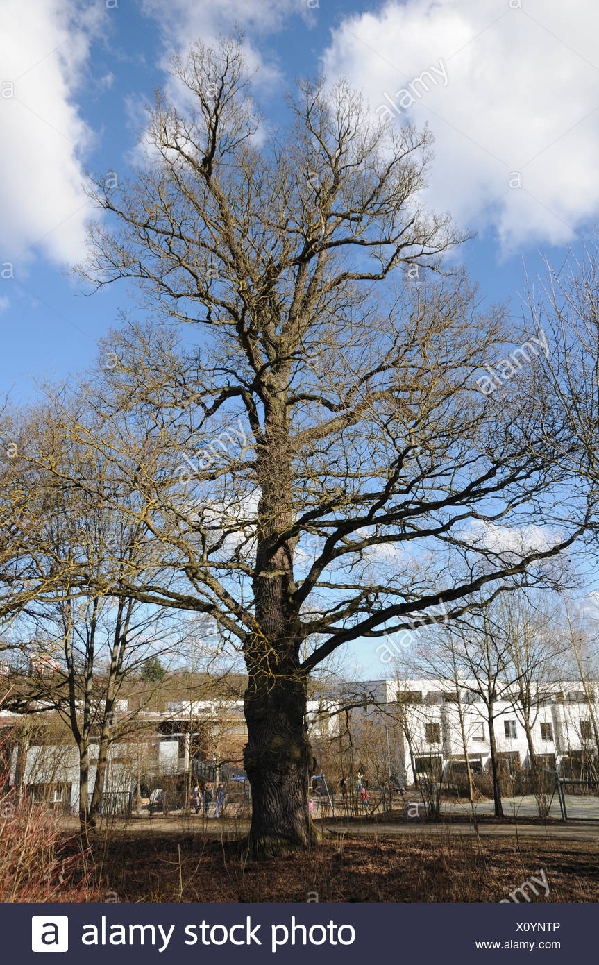 Deutsche Eiche High Resolution Stock Photography and Images - Alamy