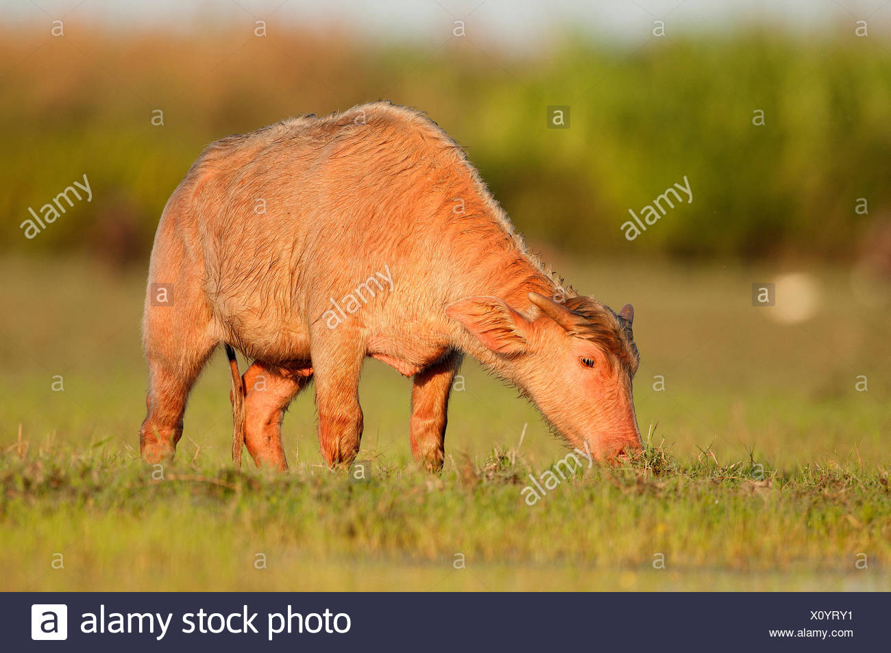 Bubalis Bubalis Calf Stock Photos & Bubalis Bubalis Calf Stock Images ...