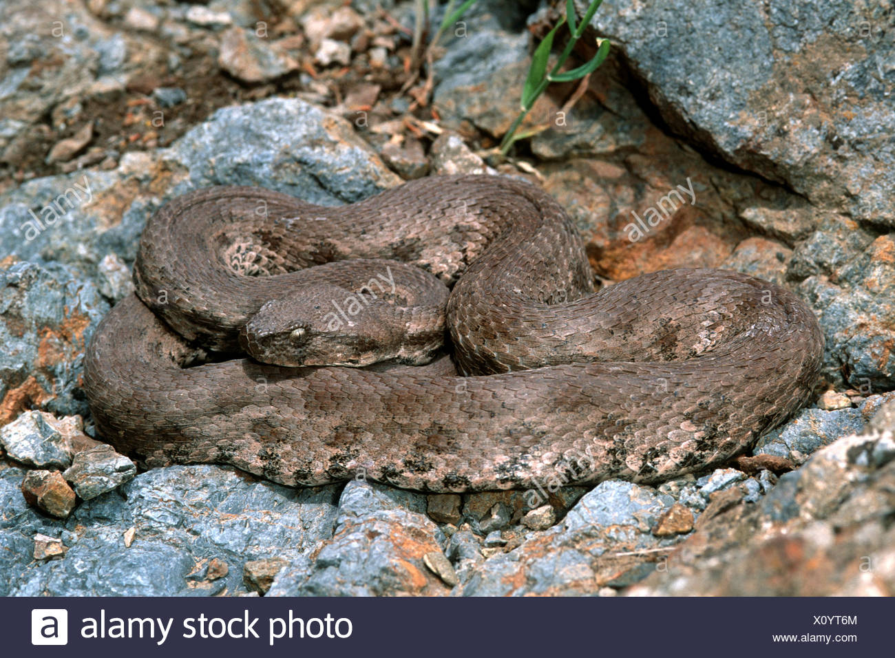 Macrovipera Lebetina Obtusa High Resolution Stock Photography and ...