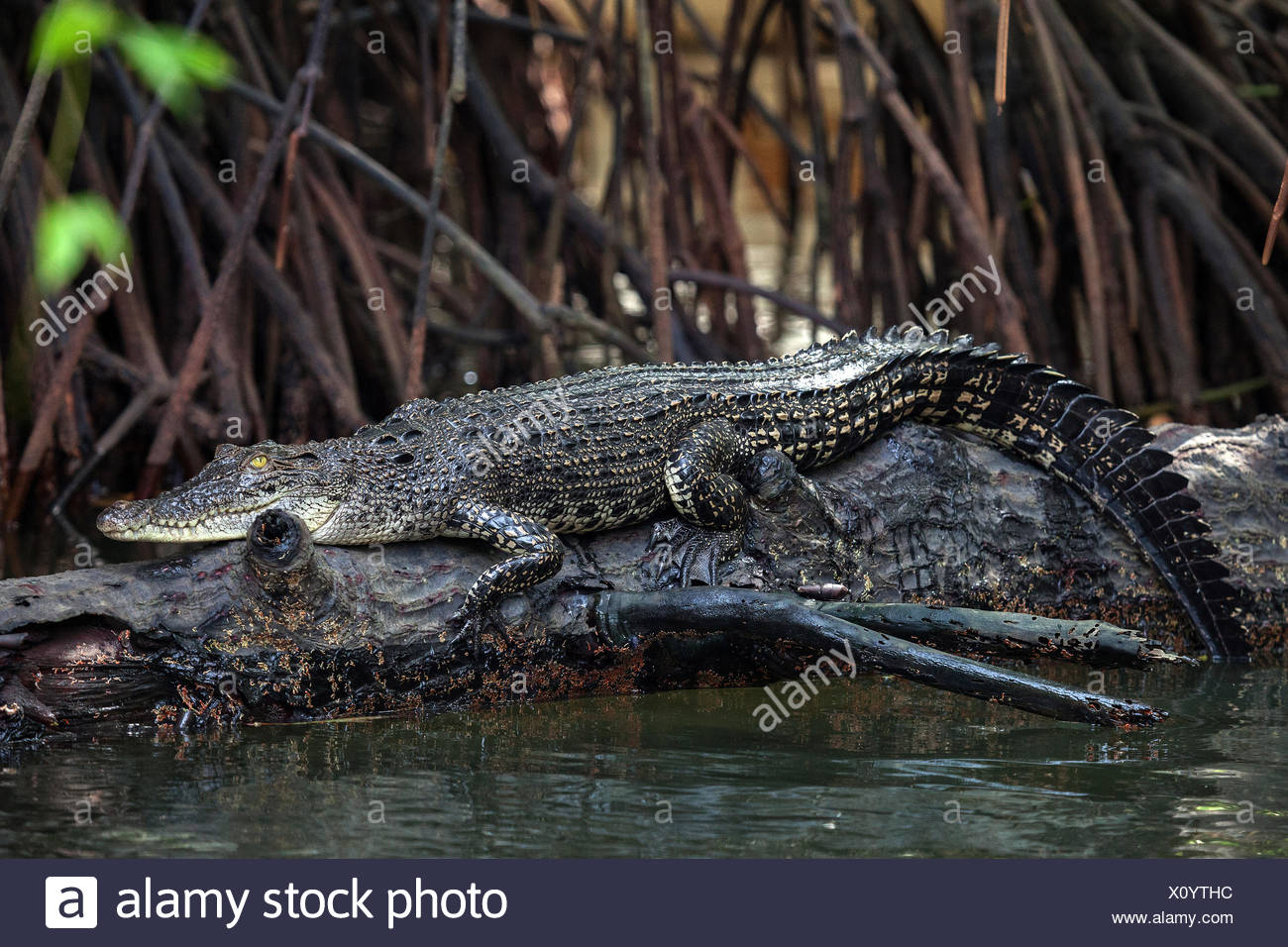 Crocodile Tree High Resolution Stock Photography and Images - Alamy