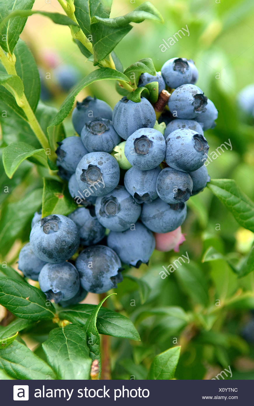 Breed Blueberry High Resolution Stock Photography and Images - Alamy