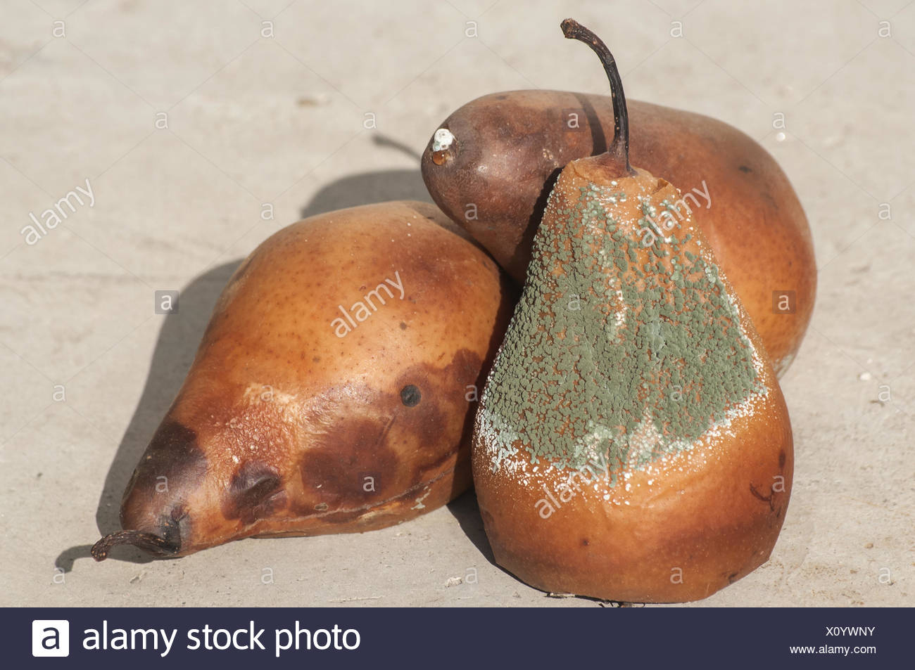Rotting Pears High Resolution Stock Photography and Images - Alamy