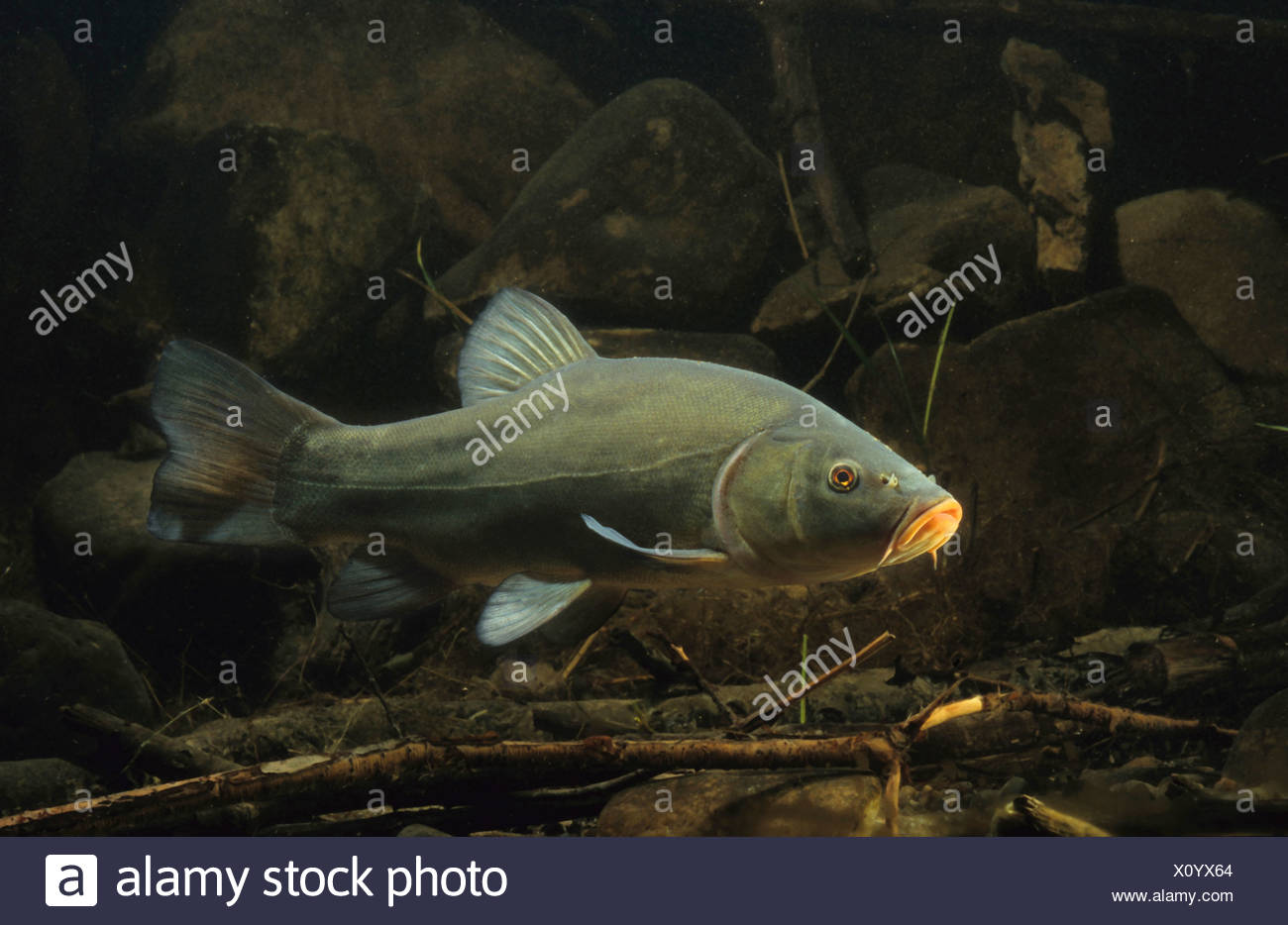 Tench Fish Stock Photos & Tench Fish Stock Images - Alamy