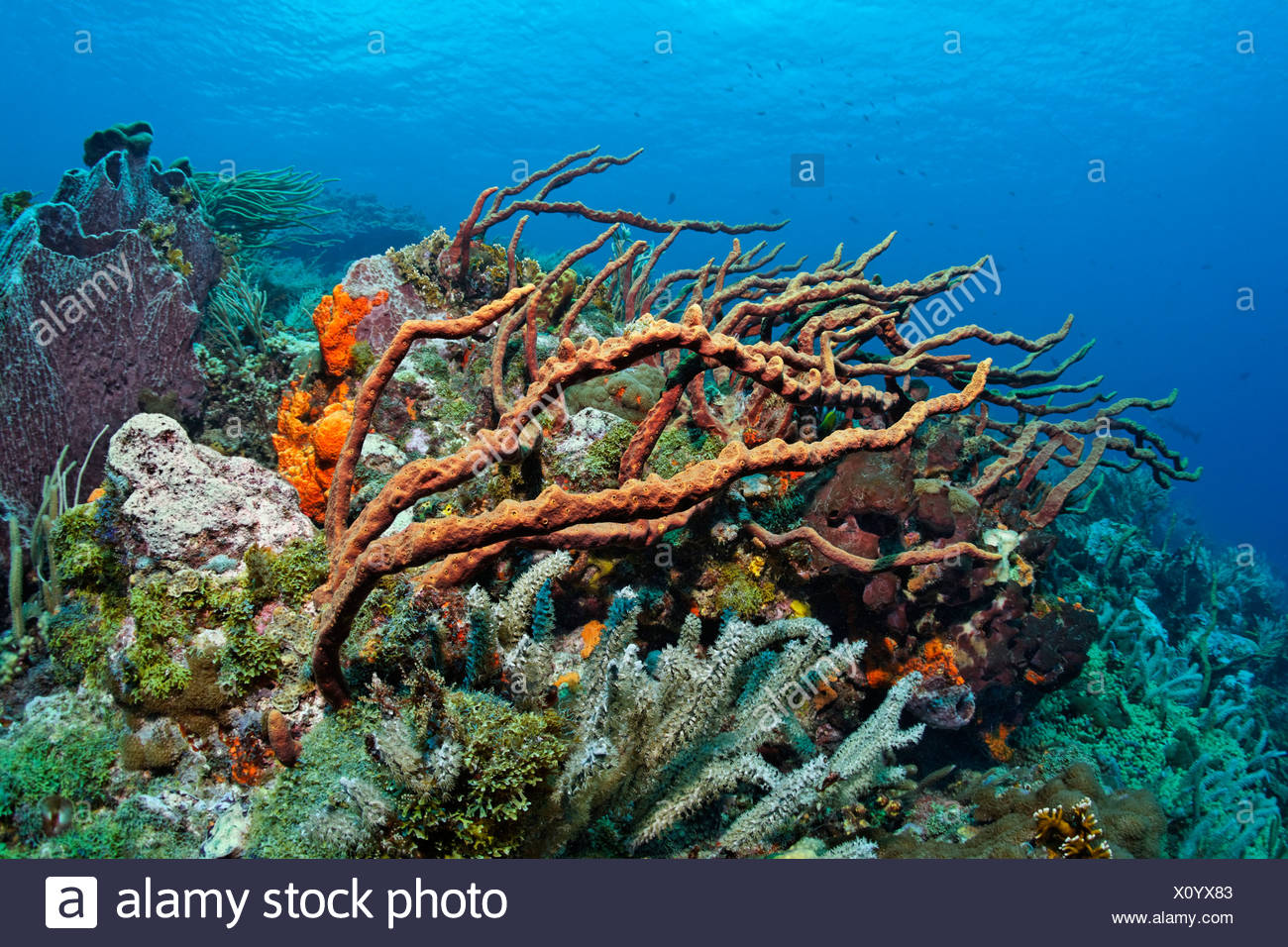 Reef Slope High Resolution Stock Photography and Images - Alamy