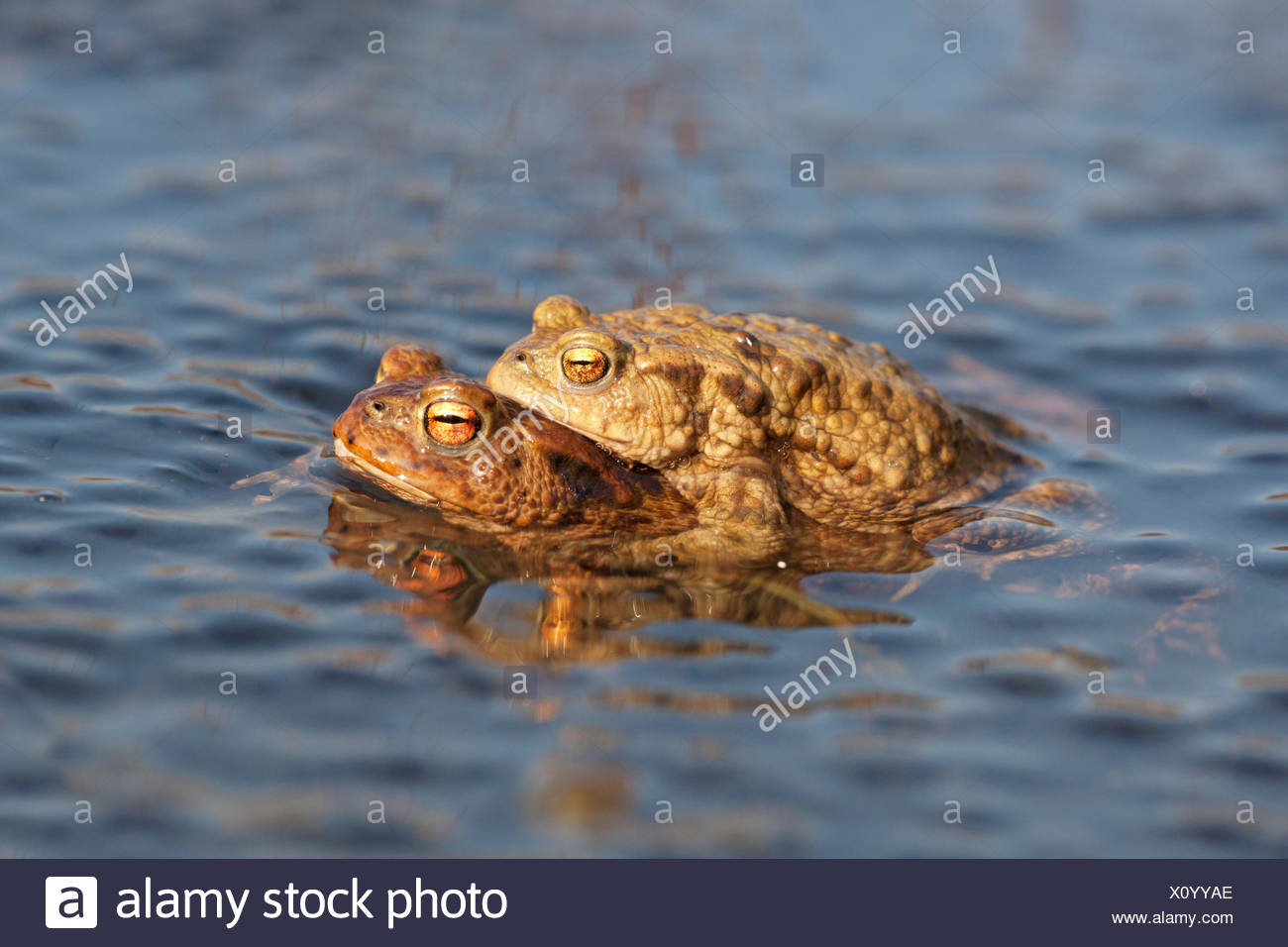 Mating Toads High Resolution Stock Photography and Images - Alamy