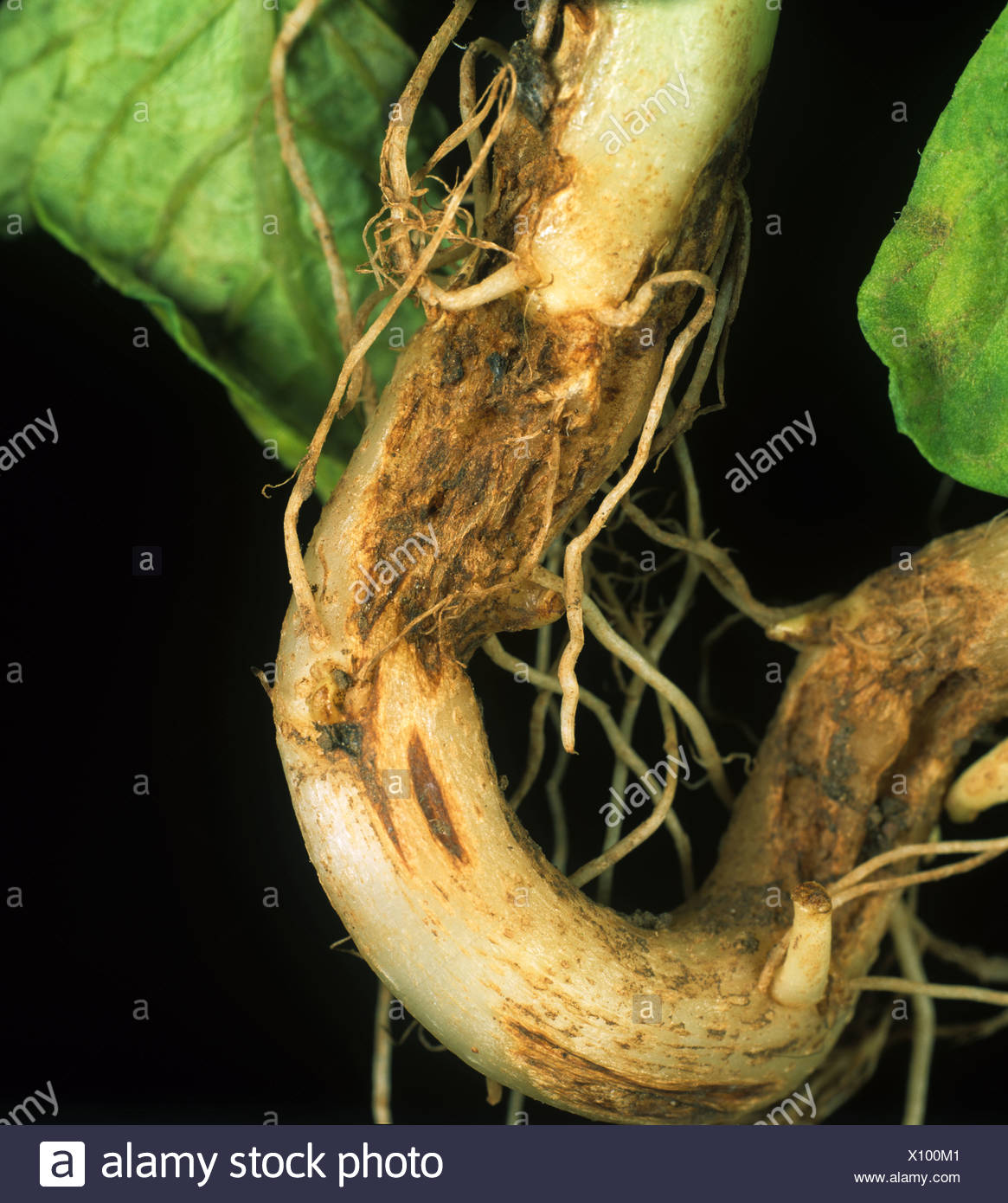 Scutigerella Immaculata Stock Photos & Scutigerella Immaculata Stock ...