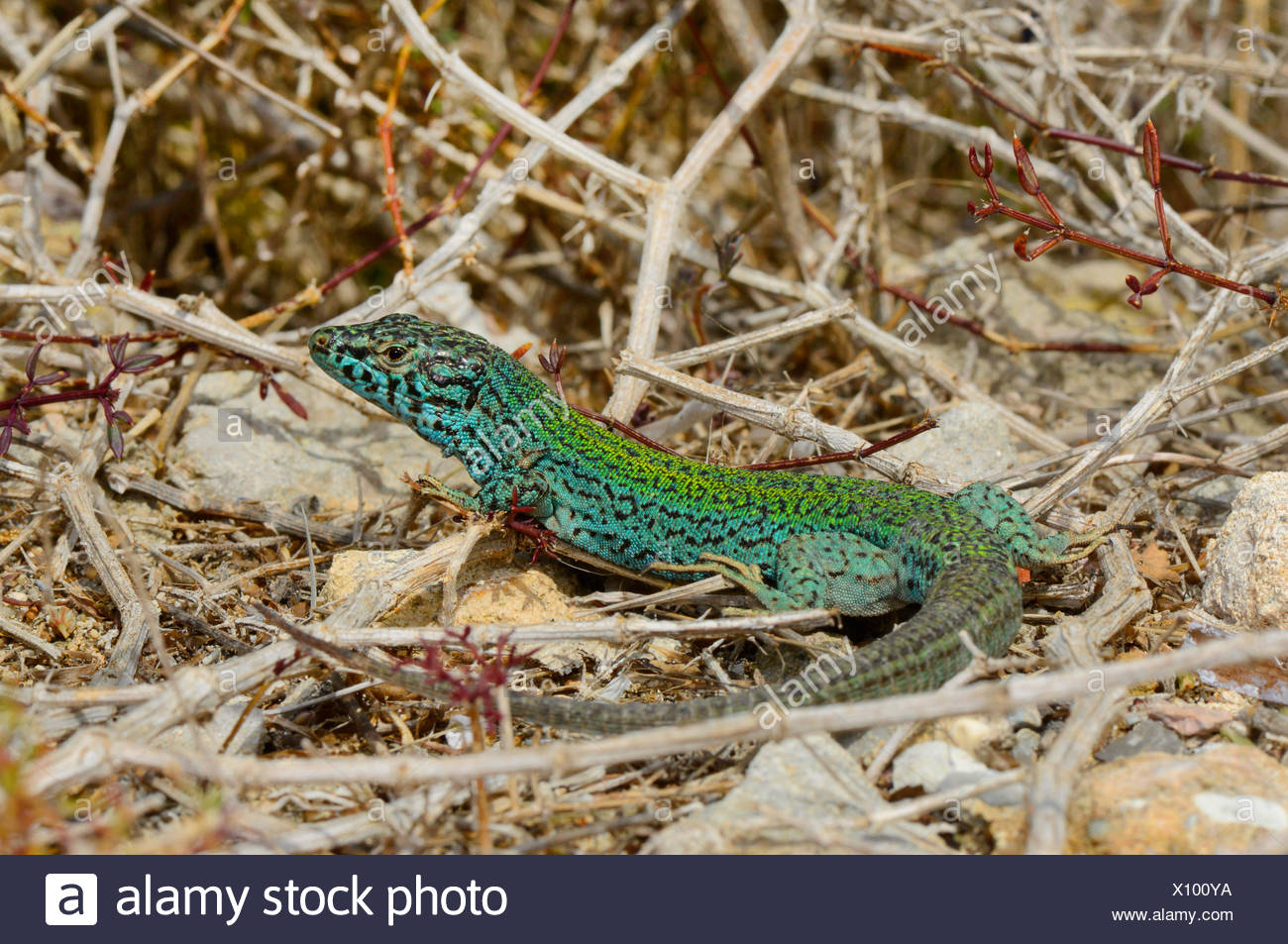 Spanish Lizard High Resolution Stock Photography and Images - Alamy