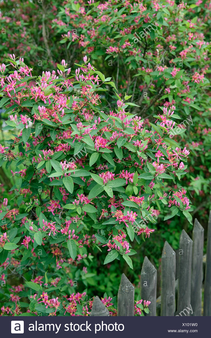 Honeysuckle Fence High Resolution Stock Photography and Images - Alamy