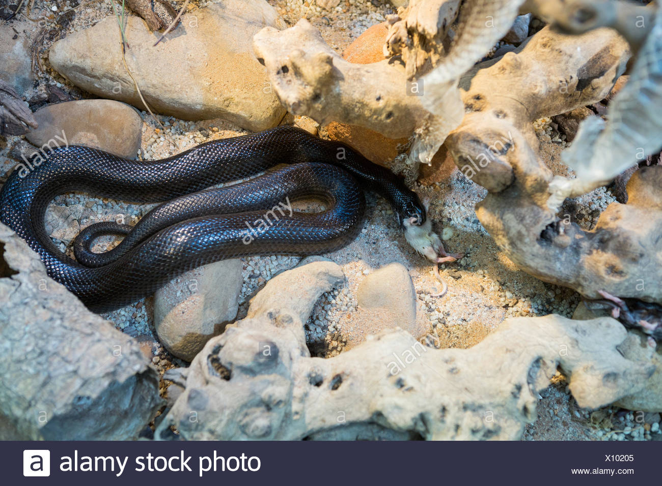 Snake Eggs High Resolution Stock Photography and Images - Alamy
