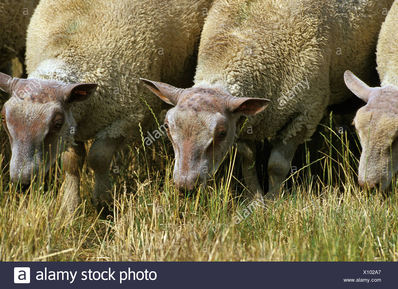 Charollais Sheep Stock Photos & Charollais Sheep Stock Images - Alamy