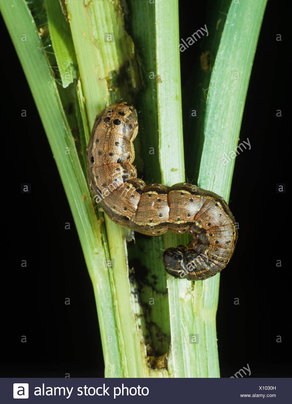 Fall Armyworm Stock Photos & Fall Armyworm Stock Images - Alamy