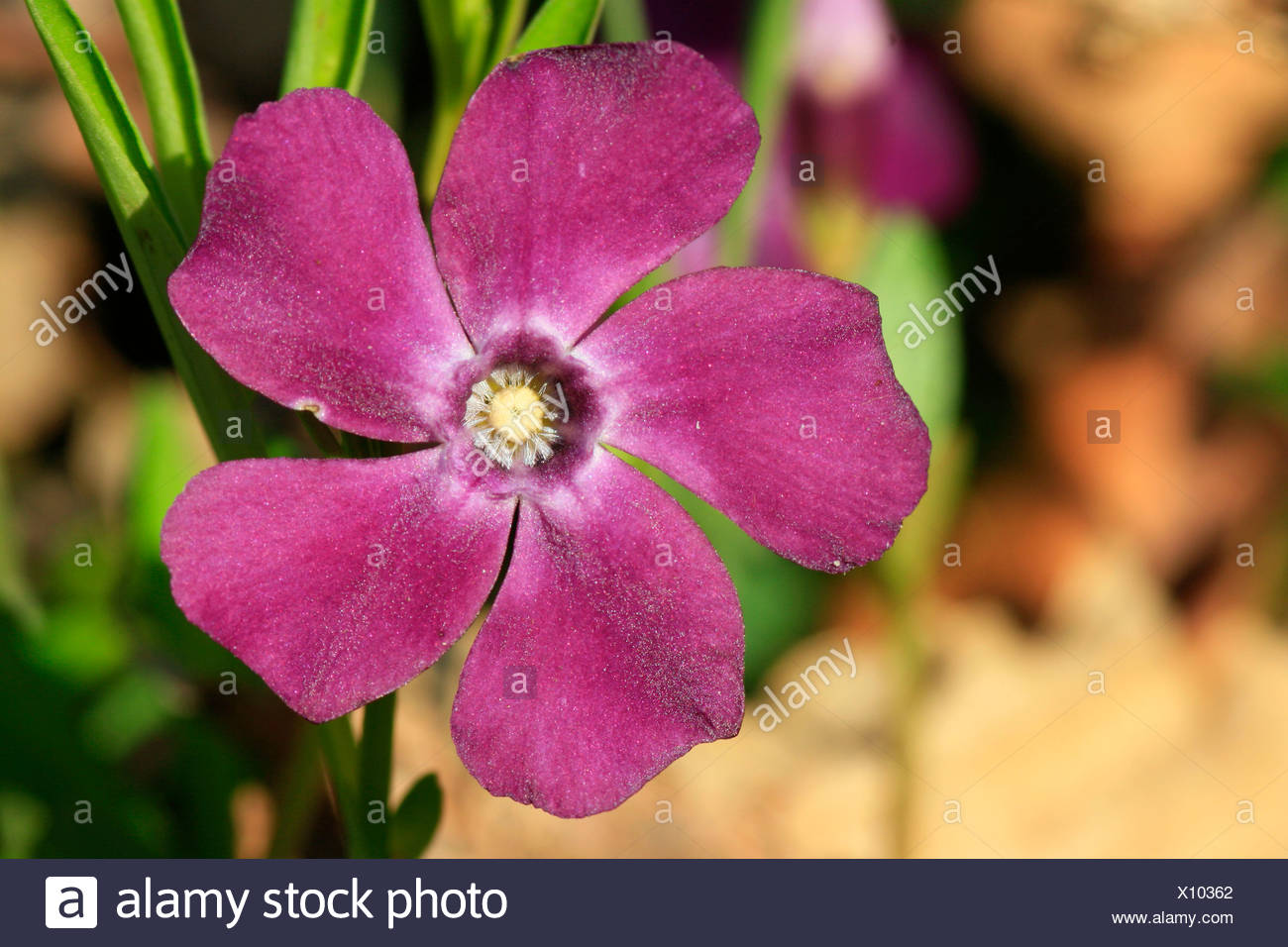 Vinca Plants High Resolution Stock Photography and Images - Alamy