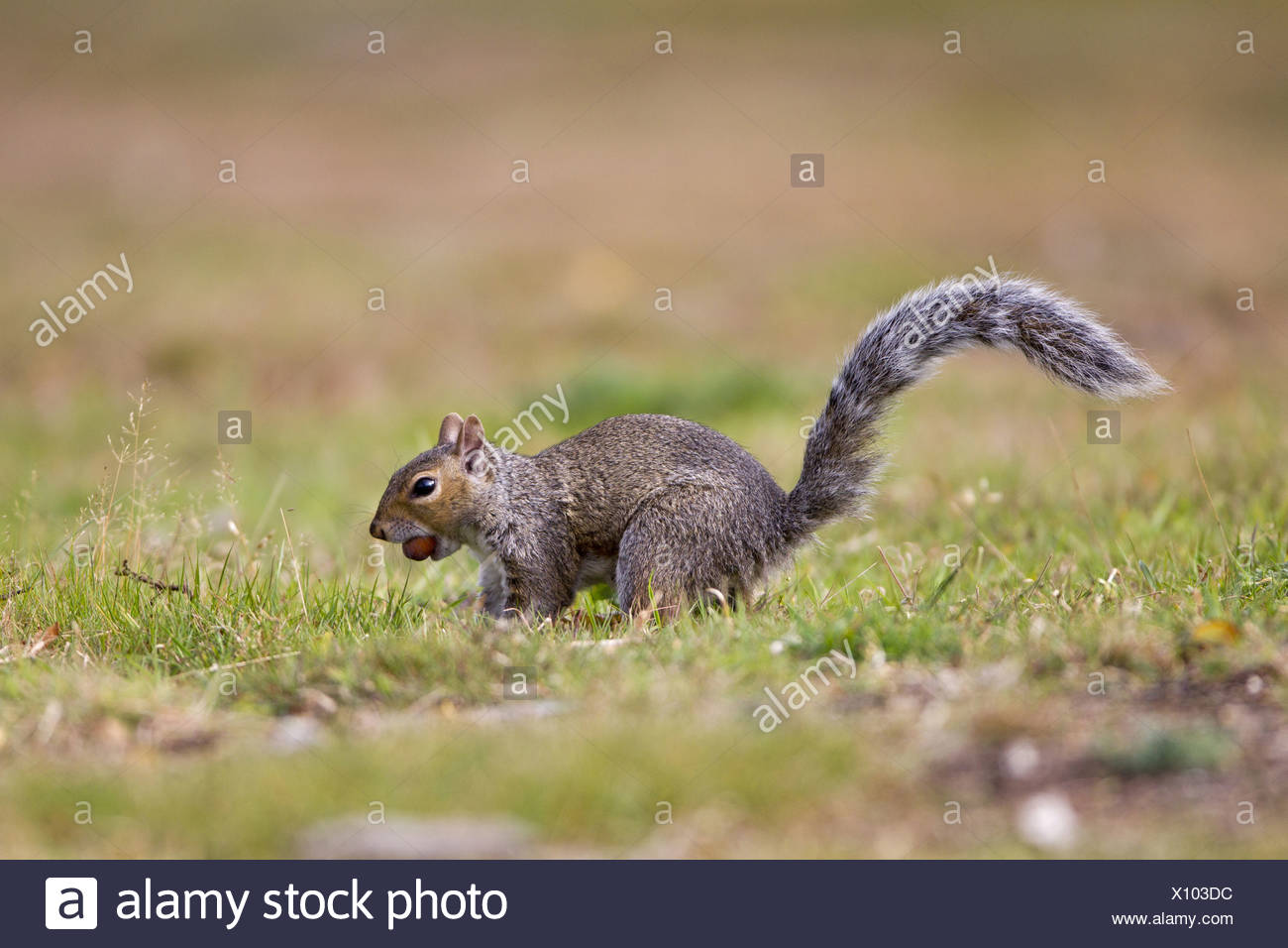Squirrel Burying Nuts Stock Photos & Squirrel Burying Nuts Stock Images ...