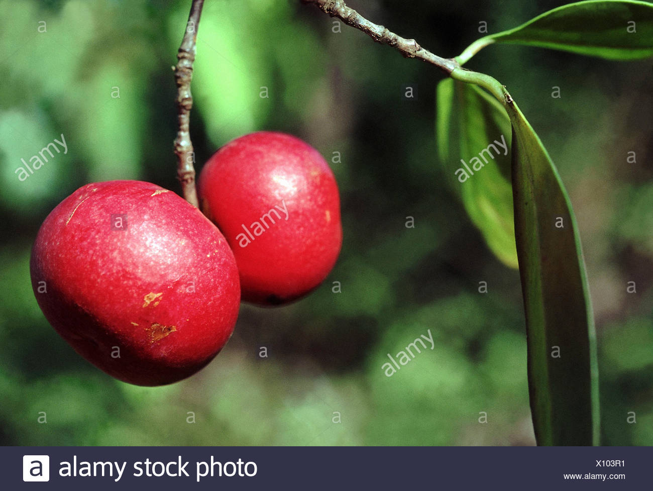 Kokum High Resolution Stock Photography and Images - Alamy