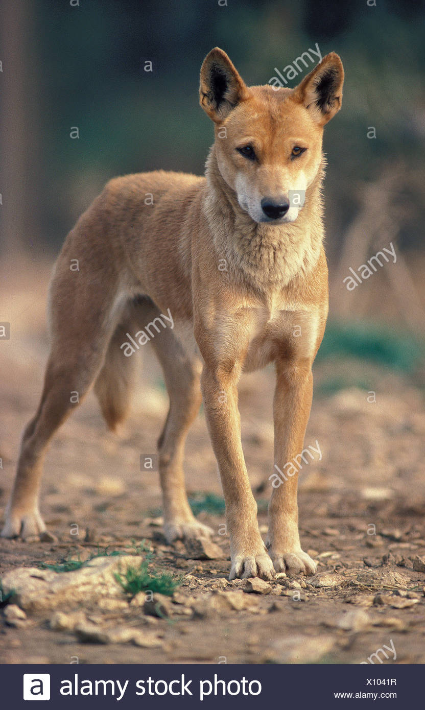Dingo Standing High Resolution Stock Photography and Images - Alamy