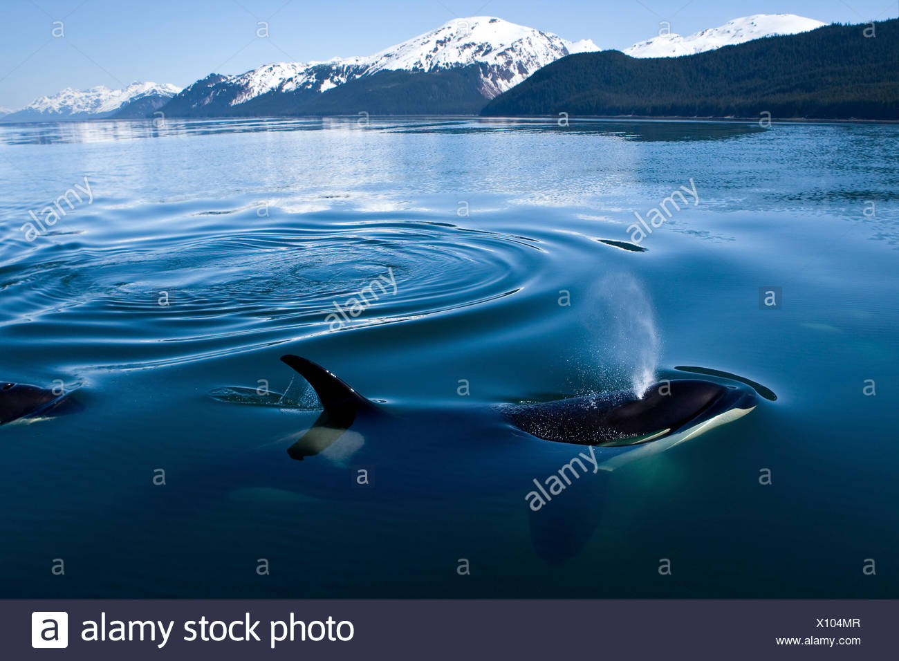 Adult Spouting At Surface High Resolution Stock Photography and Images ...