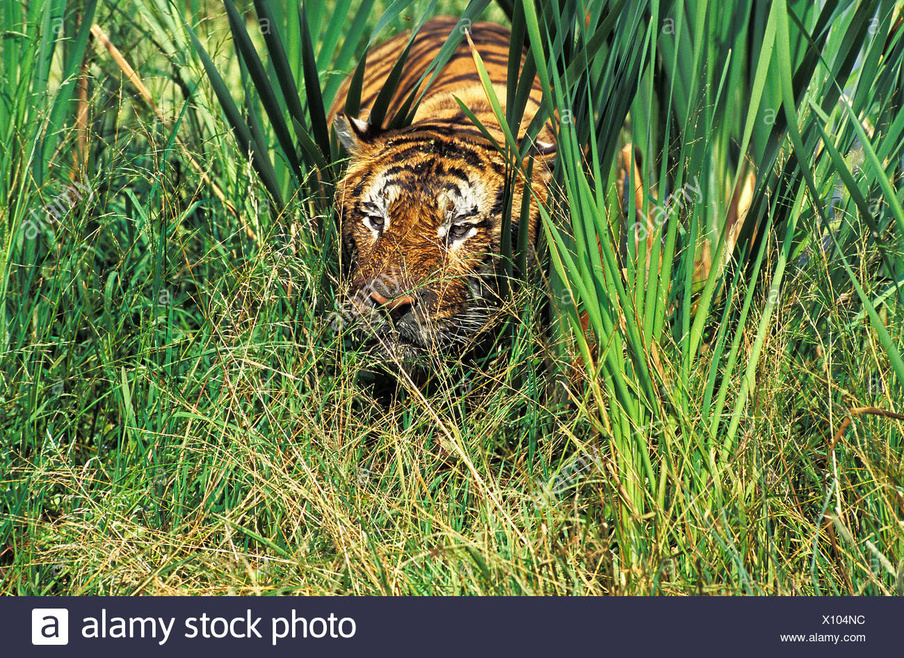 Tiger Camouflage Grass High Resolution Stock Photography and Images - Alamy