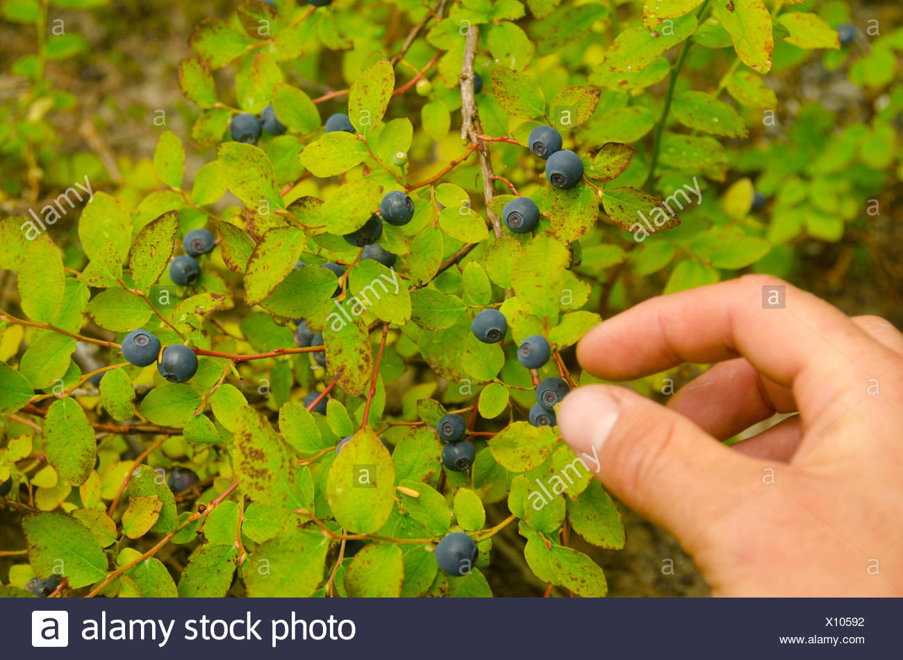 Huckleberry Stock Photos & Huckleberry Stock Images - Alamy