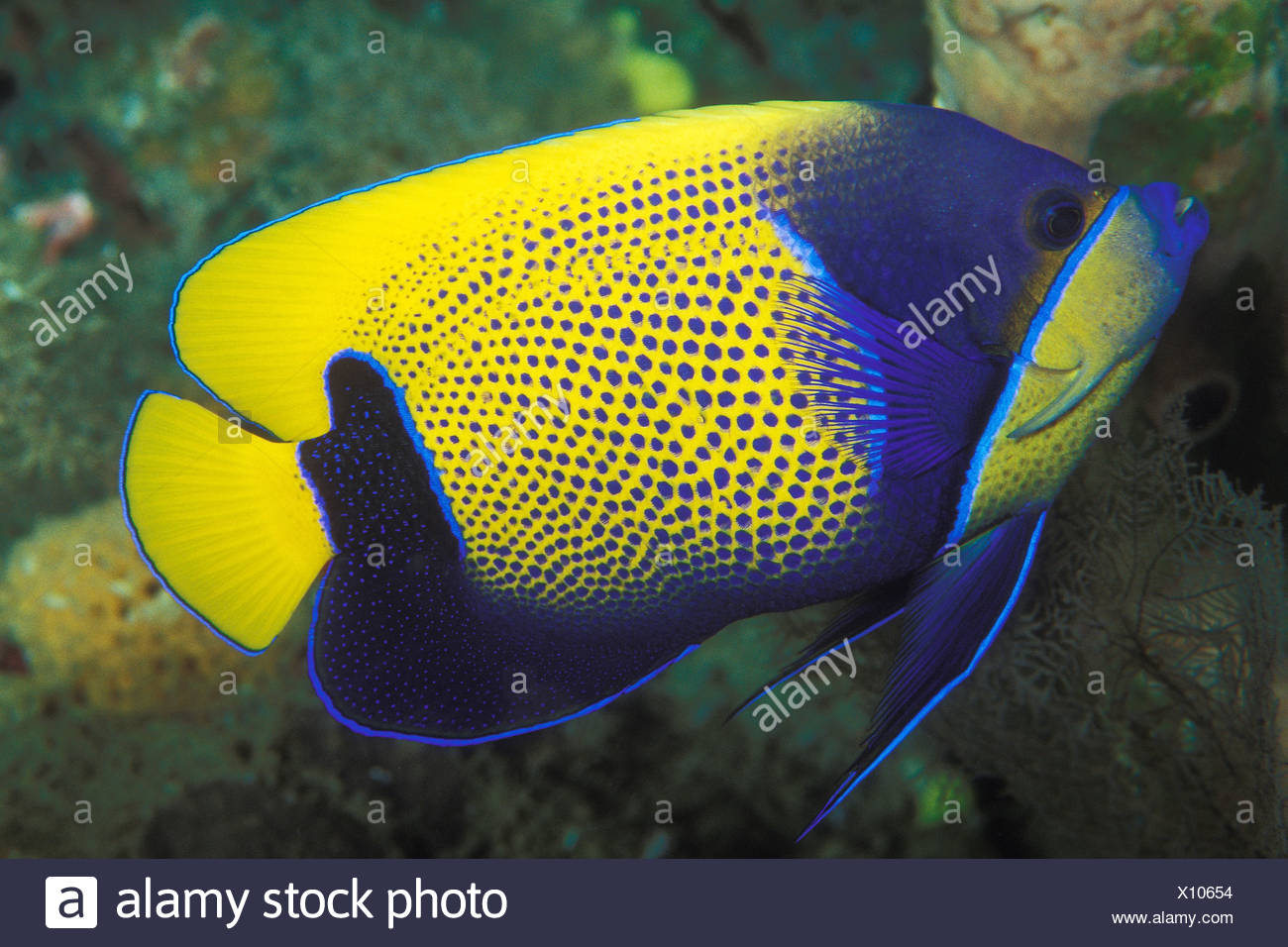 Pomacanthus Navarchus