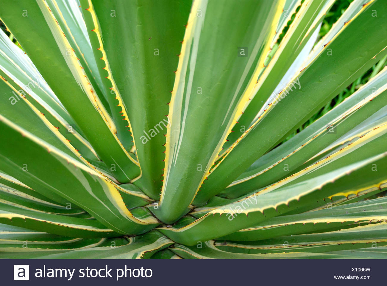 Maguey Plants High Resolution Stock Photography and Images - Alamy
