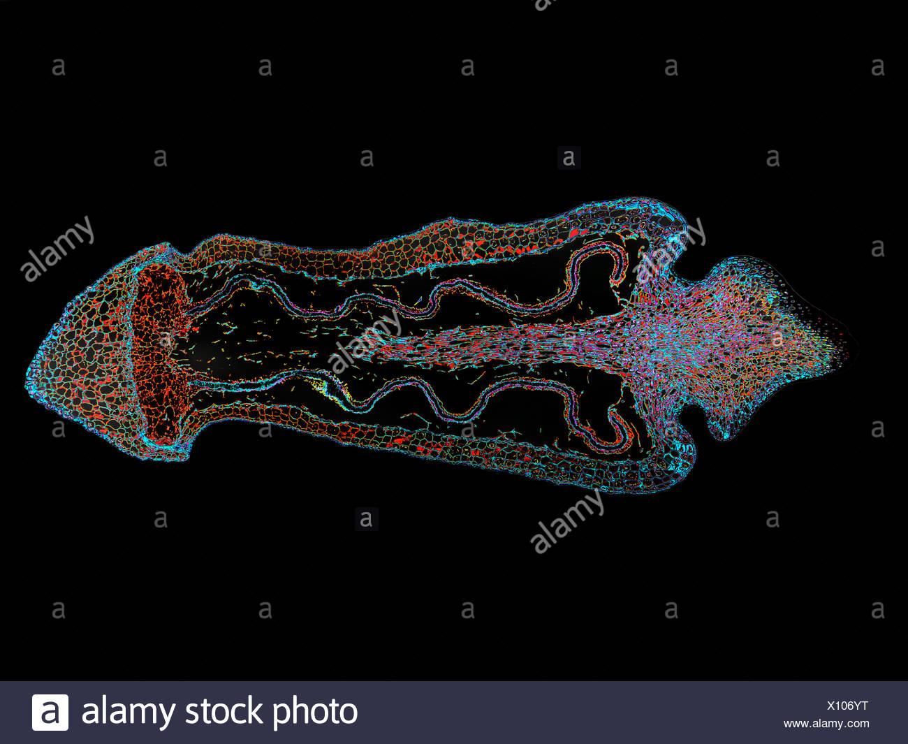 Polytrichum Capsule High Resolution Stock Photography and Images - Alamy