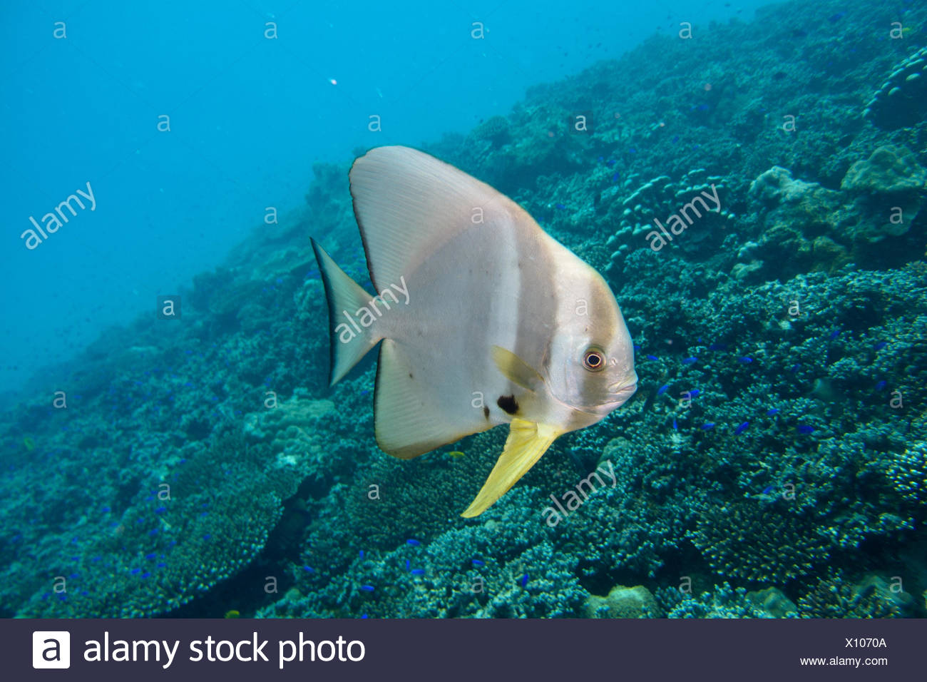 Langflossen Fledermausfisch Stock Photos & Langflossen Fledermausfisch ...
