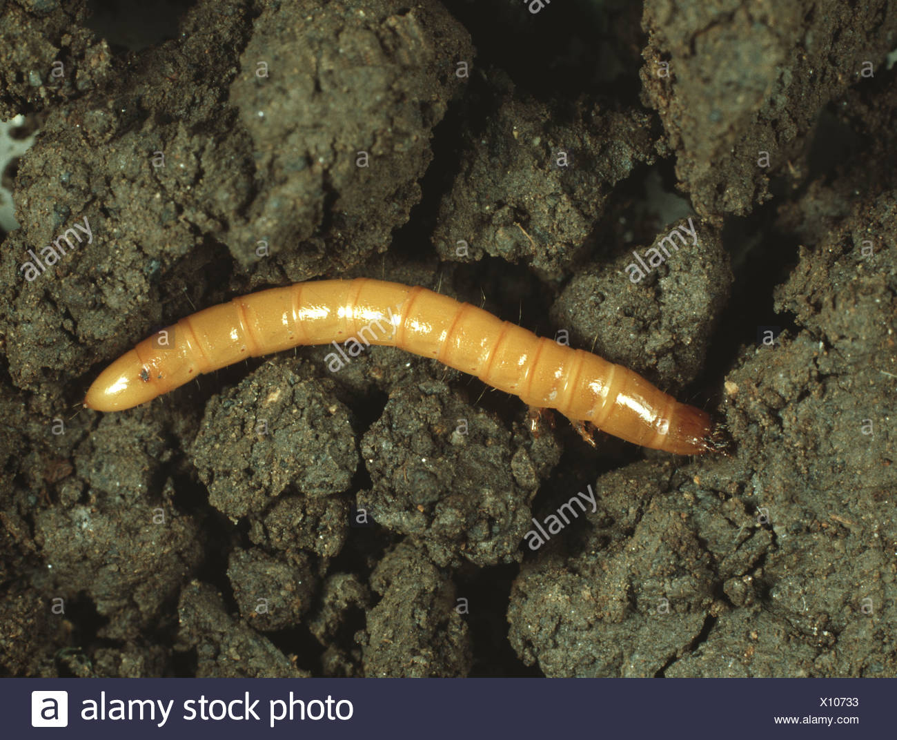 Wireworm Stock Photos & Wireworm Stock Images - Alamy