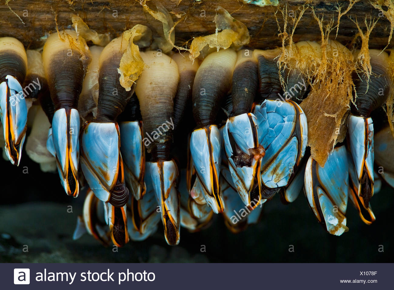 Gooseneck Barnacles Pacific High Resolution Stock Photography and ...