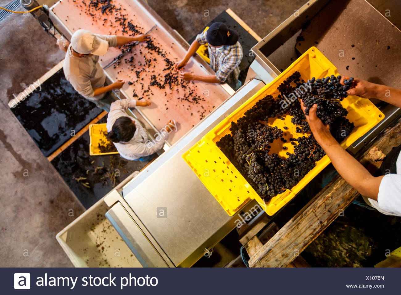 Grape Sorting High Resolution Stock Photography and Images - Alamy