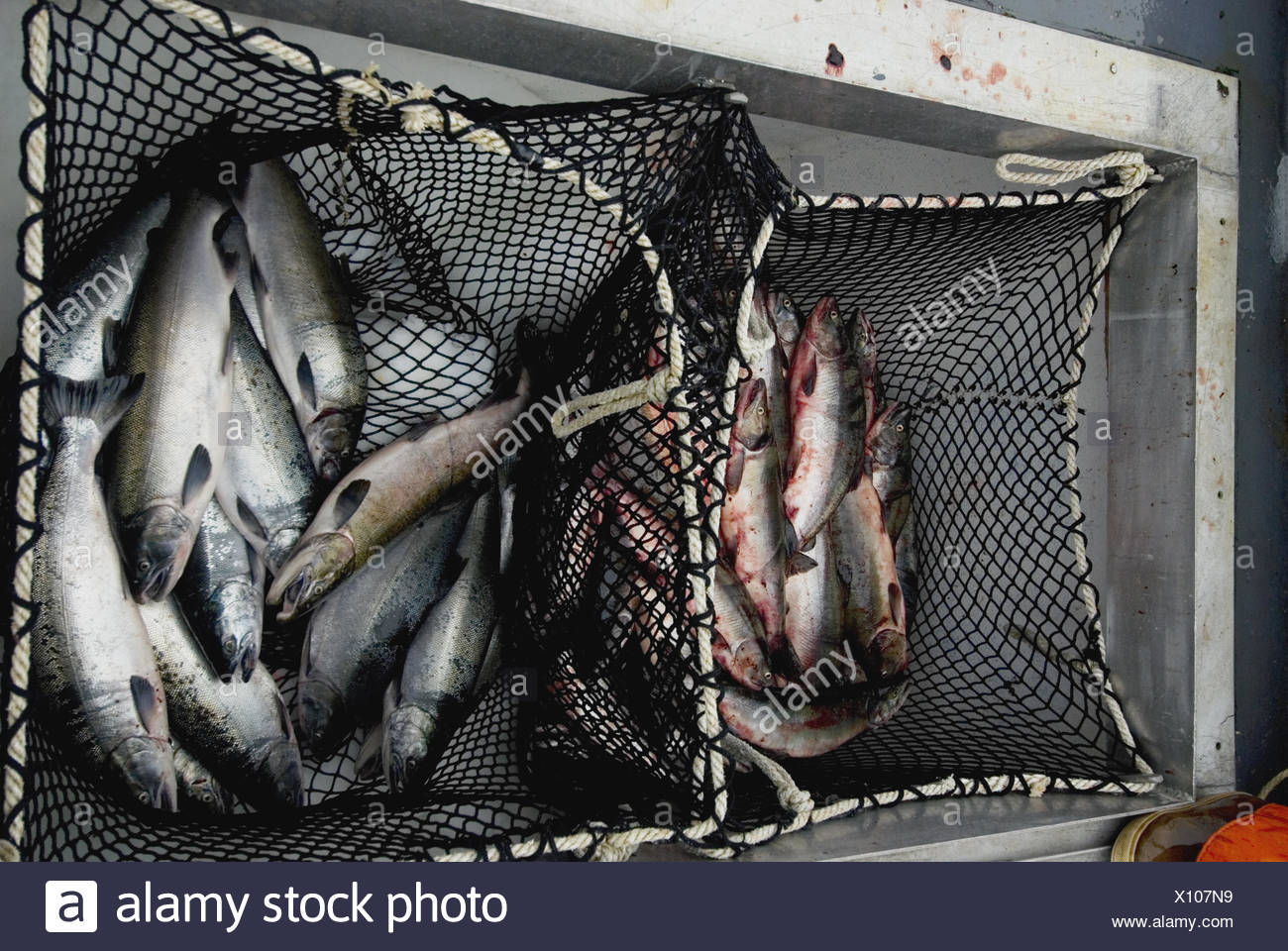 Gill Net Stock Photos & Gill Net Stock Images - Alamy