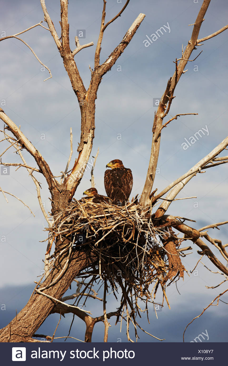 Ferruginous Hawk Nest High Resolution Stock Photography and Images - Alamy