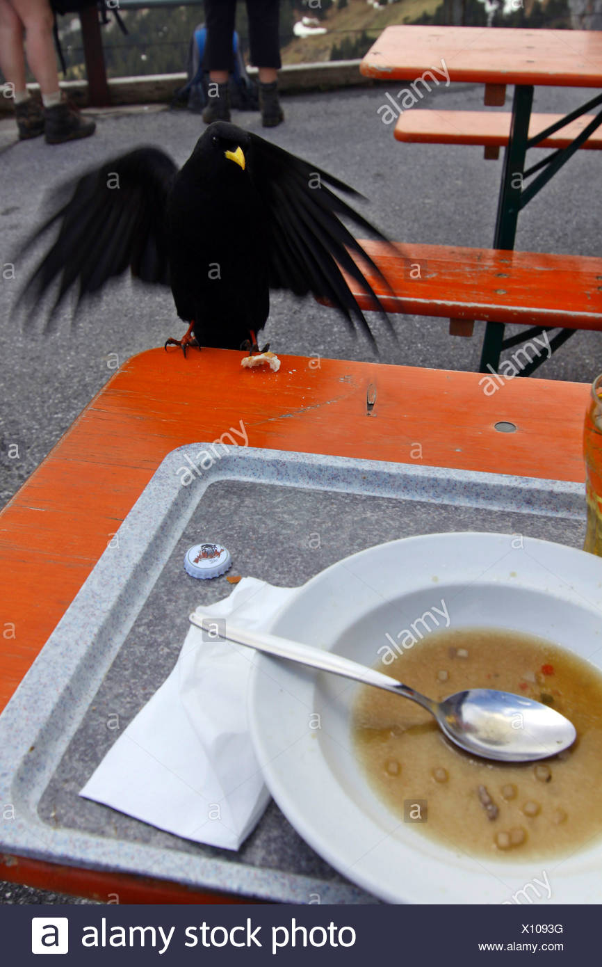 Snatch Food From Table High Resolution Stock Photography and Images - Alamy