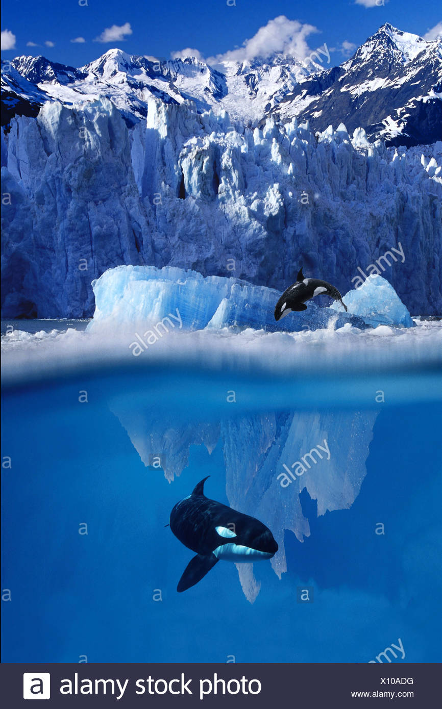 Orca Whale Jumping Out Of Water Stock Photos & Orca Whale Jumping Out ...