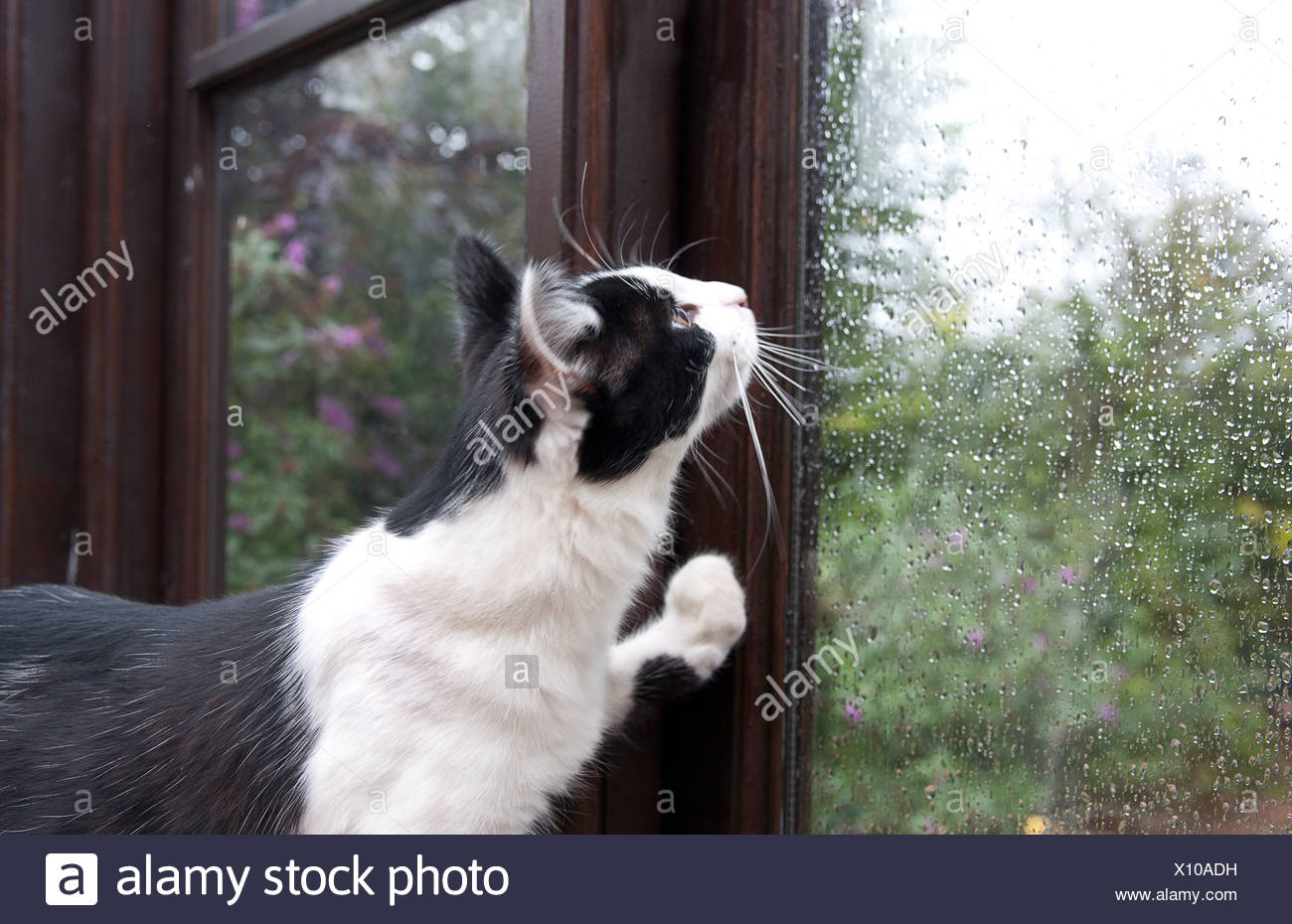 Rain Through Window High Resolution Stock Photography and Images - Alamy