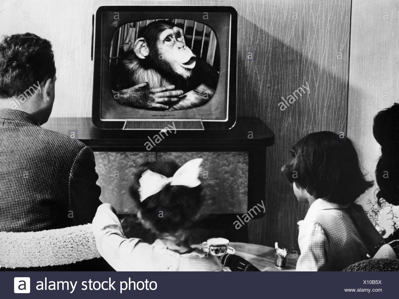 Male Chimp Family High Resolution Stock Photography and Images - Alamy