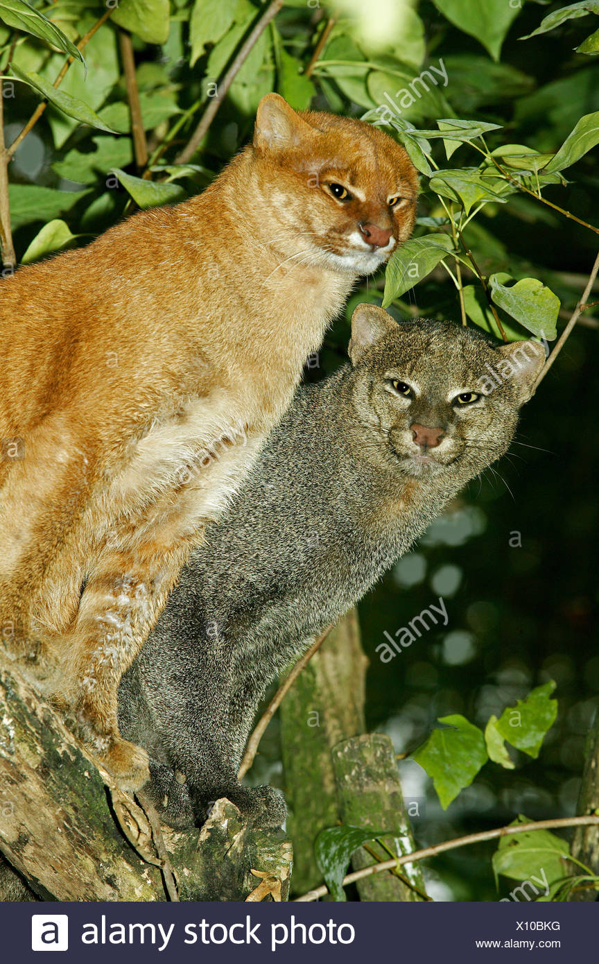 Puma Yagouaroundi Stock Photos & Puma Yagouaroundi Stock Images - Alamy
