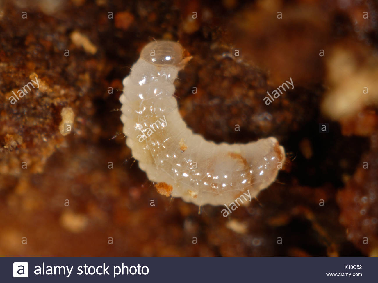 Beetle Larva Wood High Resolution Stock Photography and Images - Alamy