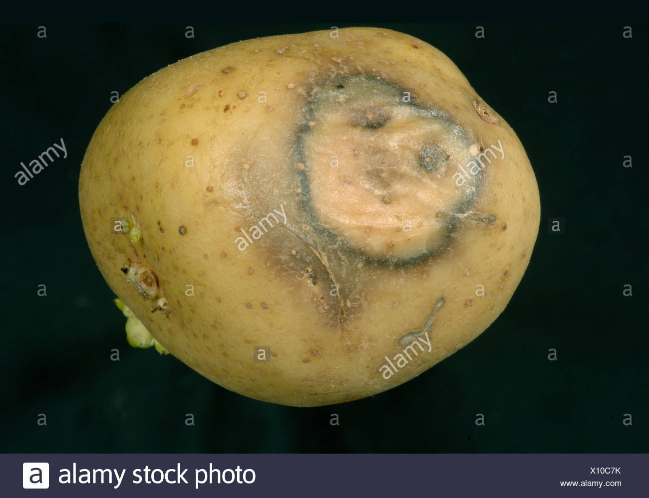 Puncture Wound High Resolution Stock Photography and Images - Alamy