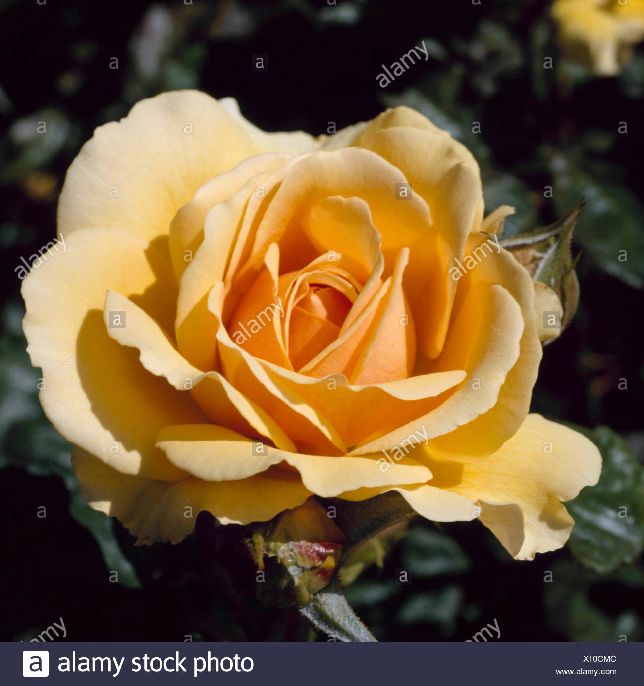 Amber Queen Rose High Resolution Stock Photography and Images - Alamy