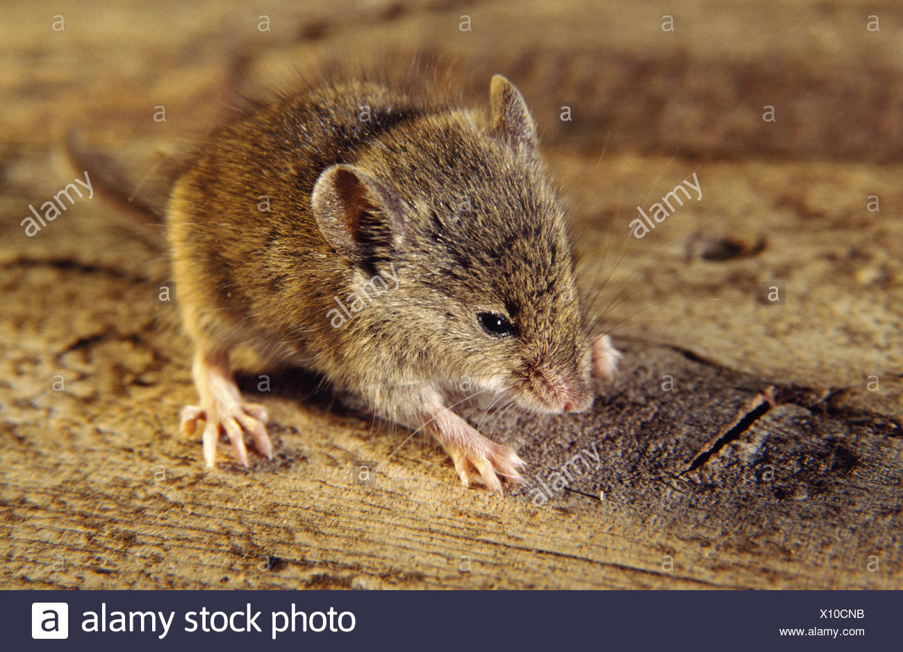 Rodent Spain Spanish Wildlife High Resolution Stock Photography and ...