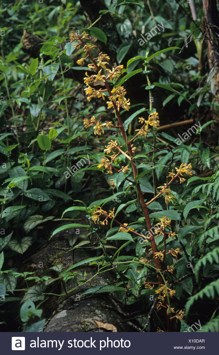 Saprophytic Plants High Resolution Stock Photography and Images - Alamy