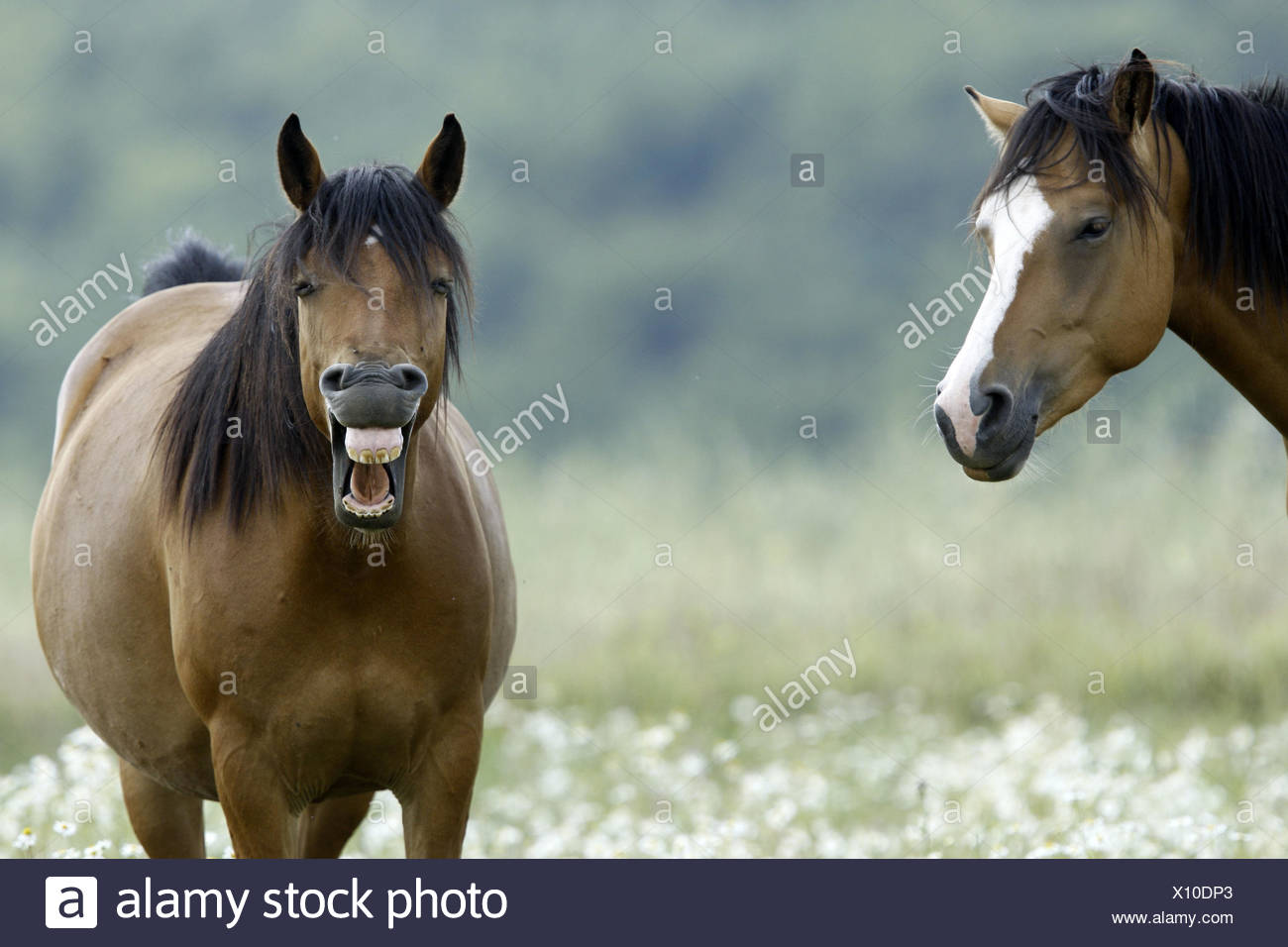 Horse Neigh Stock Photos & Horse Neigh Stock Images - Alamy