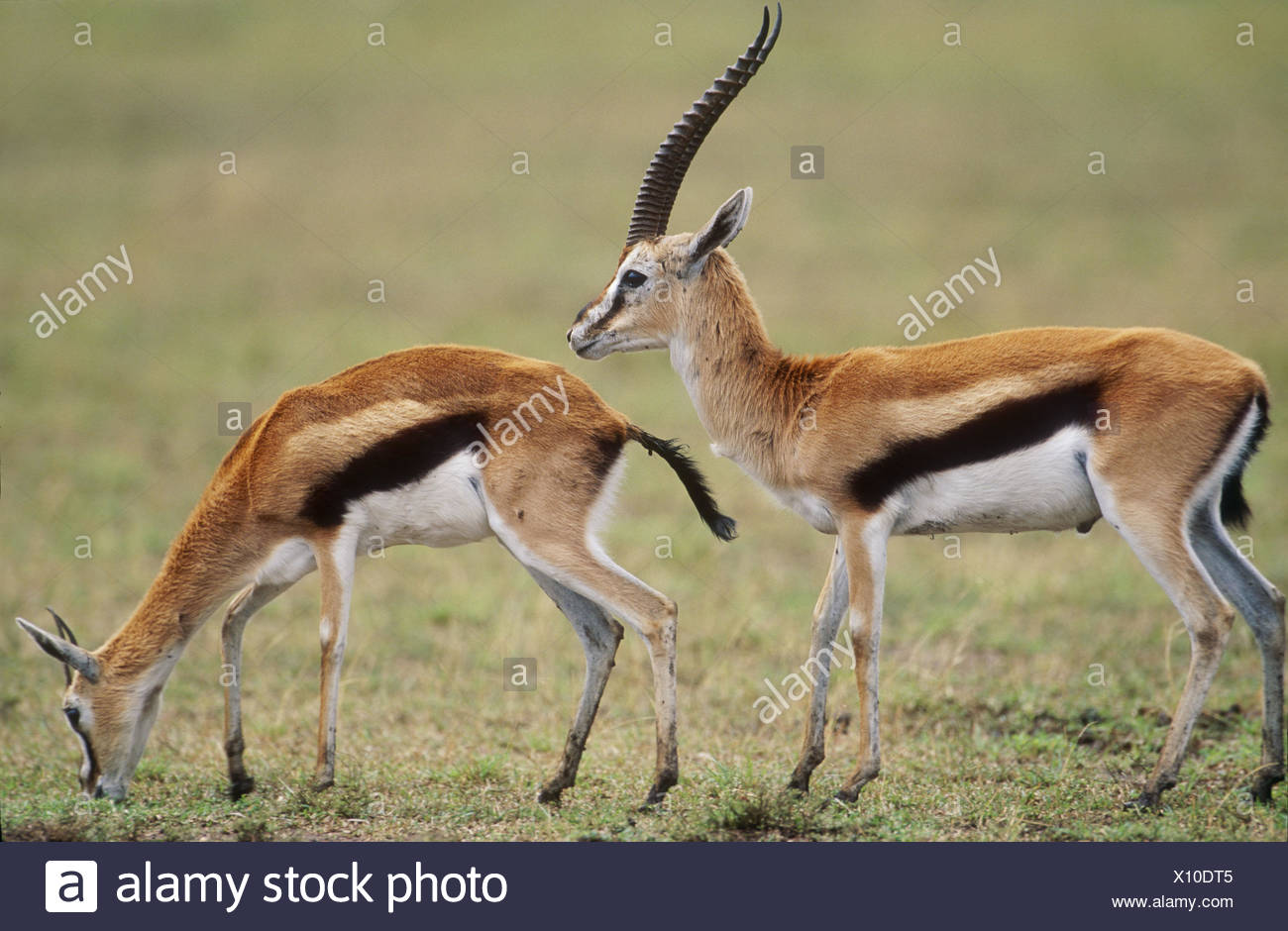 Gazella Rufifrons High Resolution Stock Photography and Images - Alamy